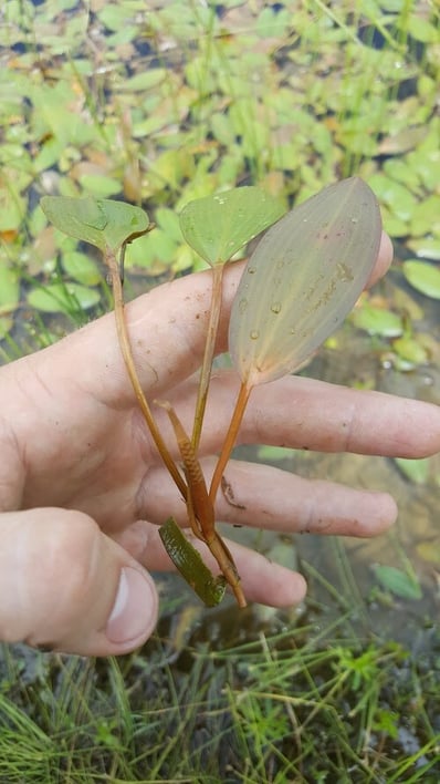 Managing Fish Habitat in Shallow Areas of a Pond