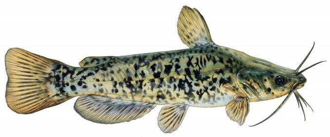 Why Electrofishing is a Versatile Lake Management Tool