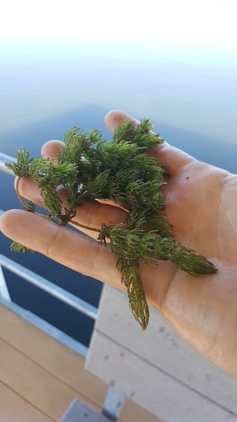 Managing Fish Habitat in Shallow Areas of a Pond