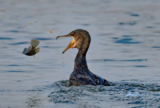 Preventing Cormorant Predation