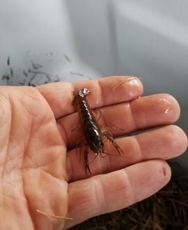 Benefits of Stocking Crawfish for a Healthier Fishery