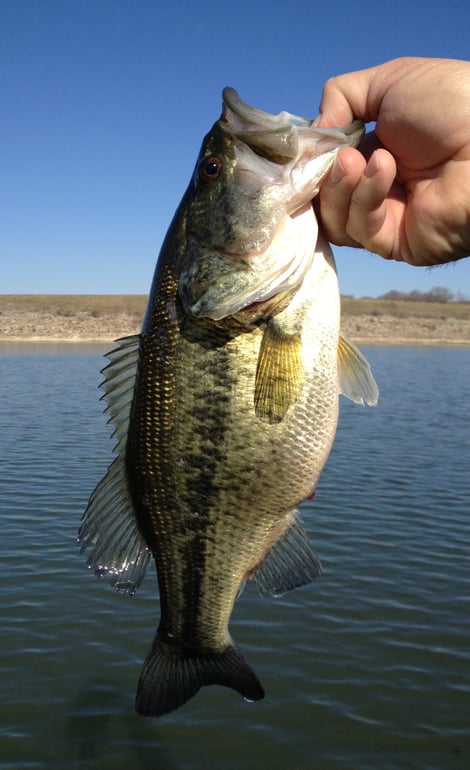 Avoid 5 Pond Management Mistakes to Raise Trophy Bass