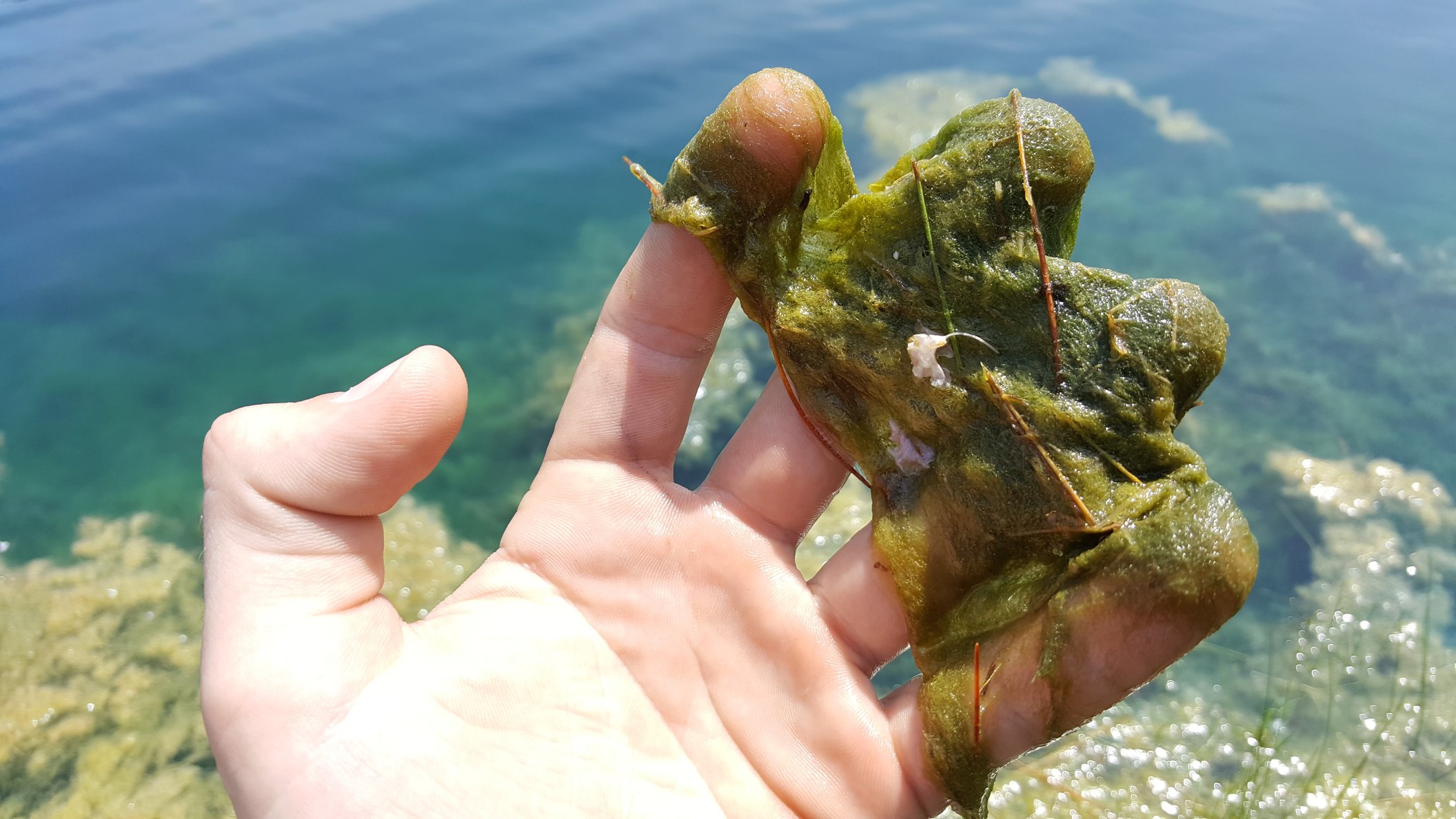 Understanding Good Algae Blooms in Ponds | Pond King, Inc.