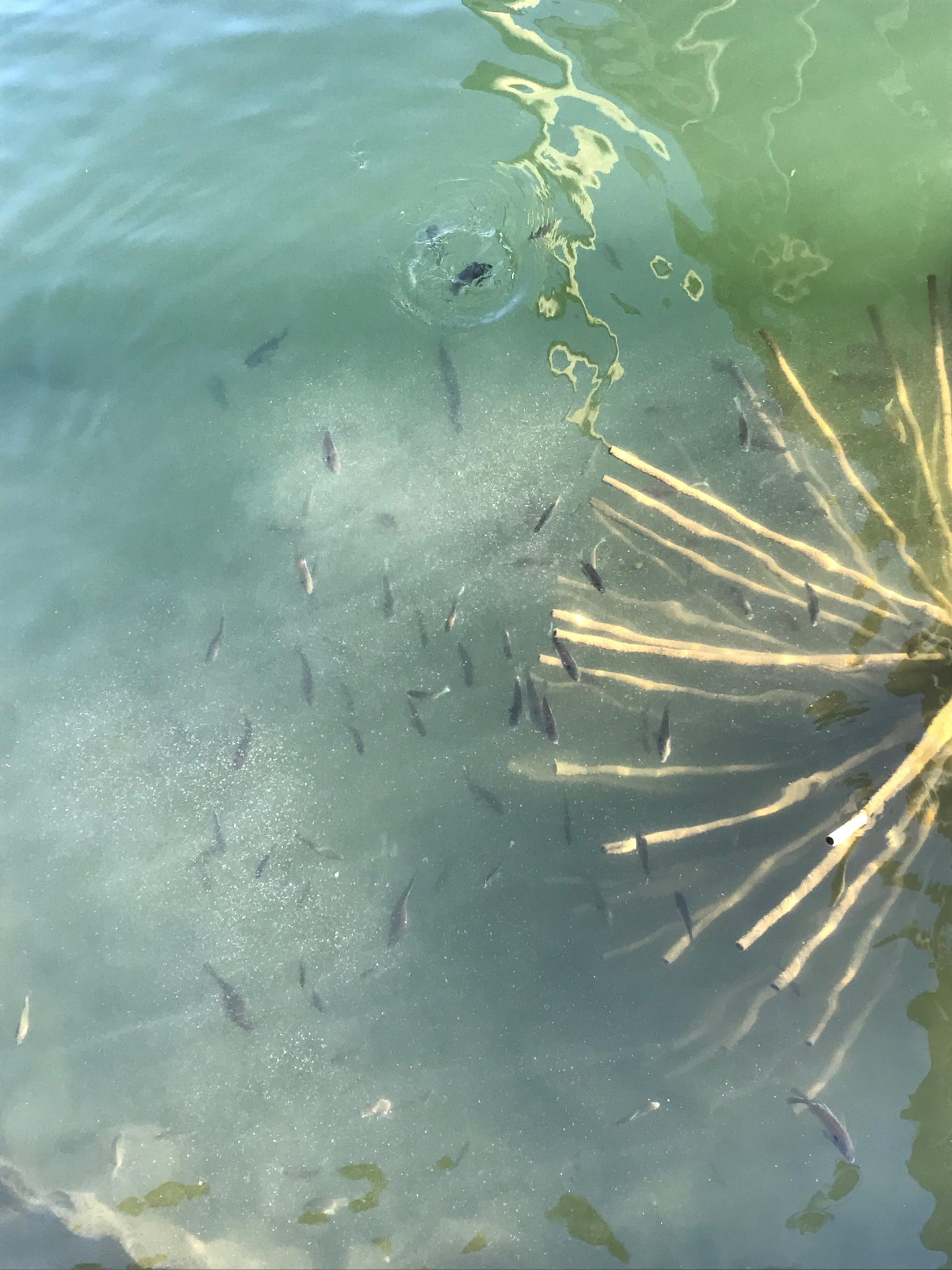 Understanding Natural and Artificial Pond Habitat and Their Benefits