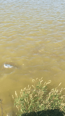 Catfish: The Perfect Addition to Your Pond for Sport and Sustainability
