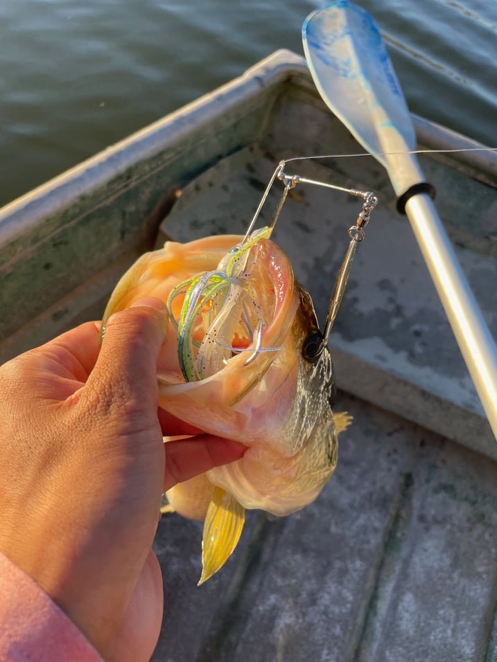 Essential Bass Fishing Tips for Beginners to Improve Your Catch Rate