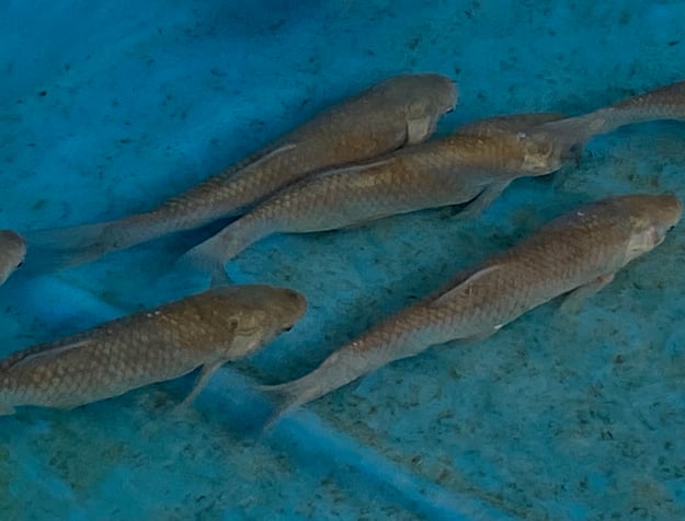 The Seasonality of Fish Stocking: Why Timing Matters for Your Pond