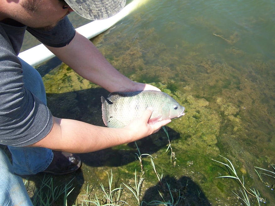 Stocking Tilapia in Texas Ponds: Benefits, Rules, and Best Practices