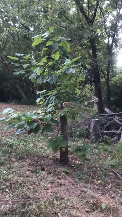 The Connection Between Catalpa Trees and Catfish