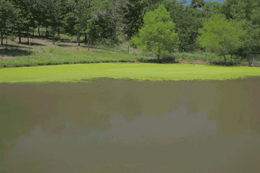 A Guide to Duckweed Removal for Ponds