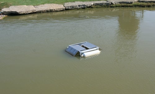 How Turtles Affect Your Pond (& How to Control Them)