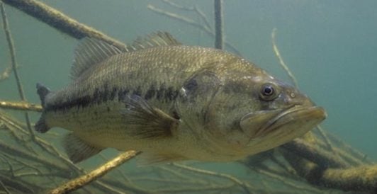 Catfish and Bass: Keeping Both in the Same Pond