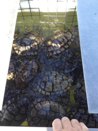 Ideal Turtle Trap Placement to Catch Basking Turtles