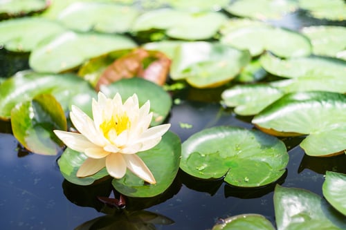 Aquatic Weed Control for Lakes and Ponds