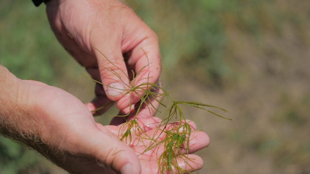 Aquatic Weed Control for Lakes and Ponds