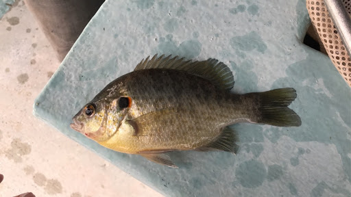 Which Sunfish Live In Your Pond?