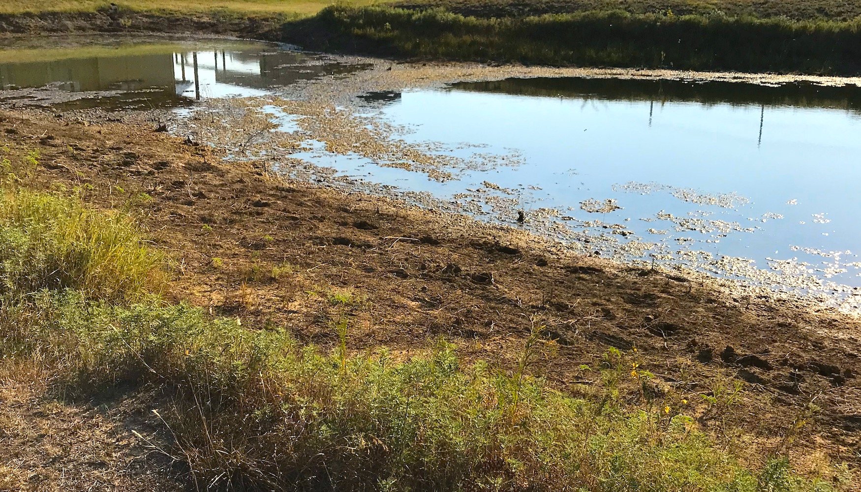 Smart Pond Management Tips for Livestock Watering and Irrigation Success