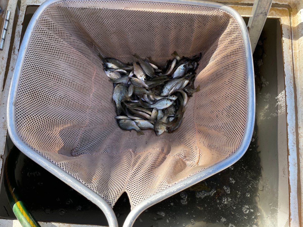 The Benefits of Establishing a Baitfish Broodstock in a Private Pond