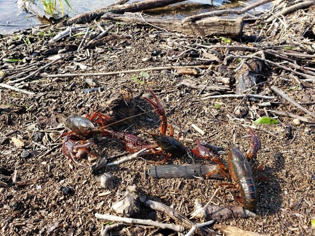 Benefits of Stocking Crawfish for a Healthier Fishery