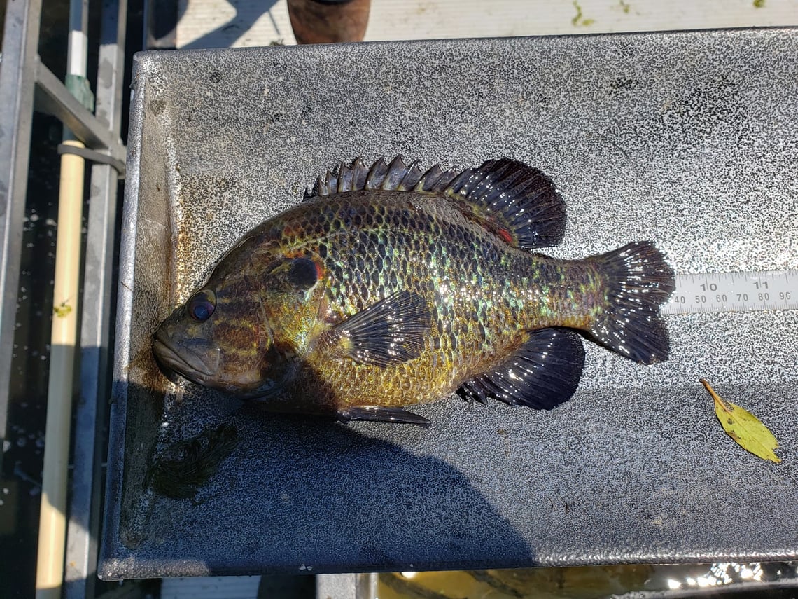 Which Sunfish Live In Your Pond?