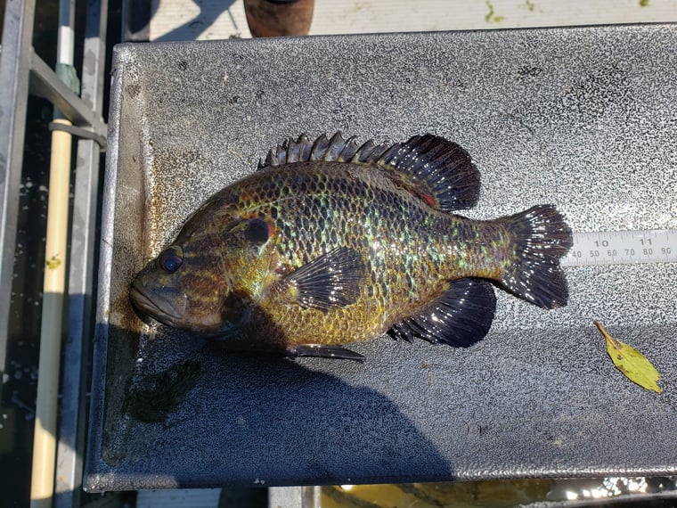 Which Sunfish Live In Your Pond?