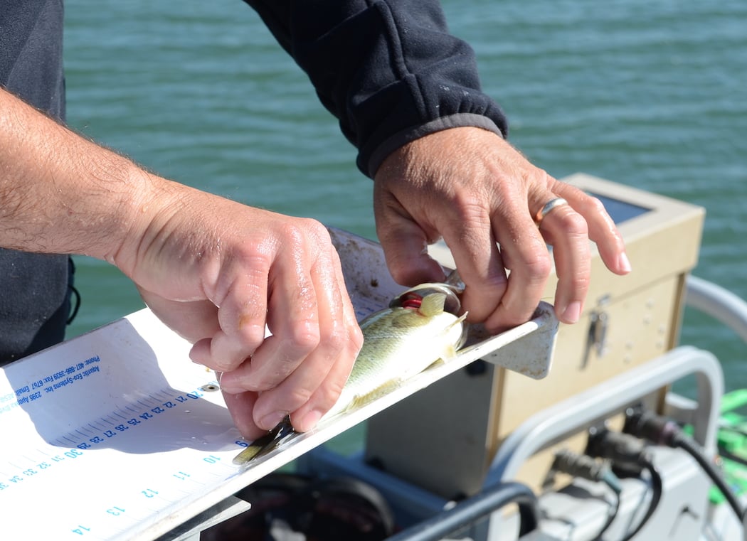 Creating a Productive Bass Fishery