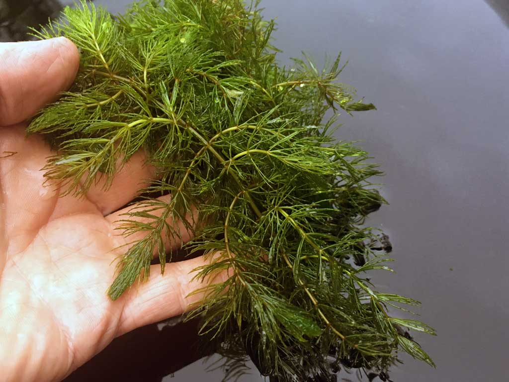 Aquatic Weed Control for Lakes and Ponds