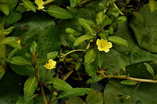 Understand, Identify and Control Aquatic Weeds in Your Pond or Lake