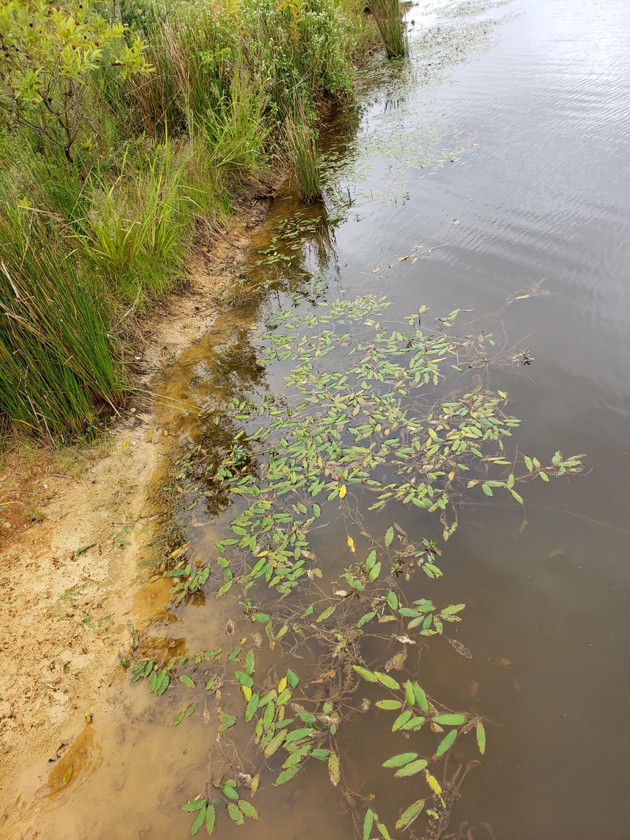 Types of Aquatic Vegetation - the good, the bad and the ugly