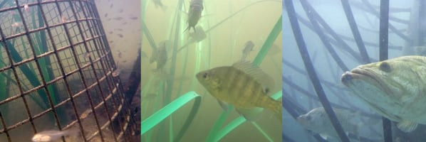 Build the Perfect Pond with Fish Habitats for Family Fishing Fun