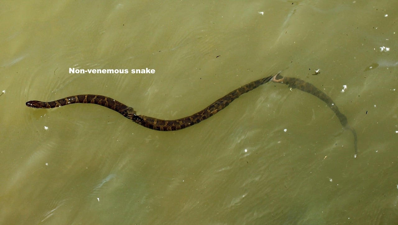 Water Snake Identification: How to Tell Friend from Foe in Your Pond