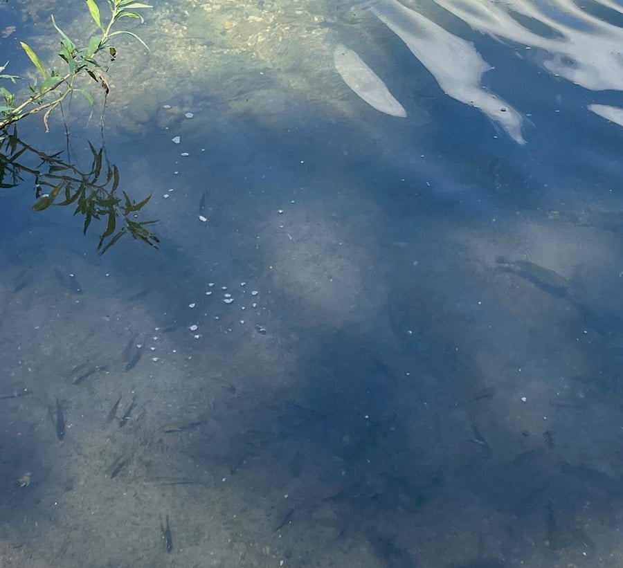 Why Monitoring Your Forage Population is Key to a Productive Fishery