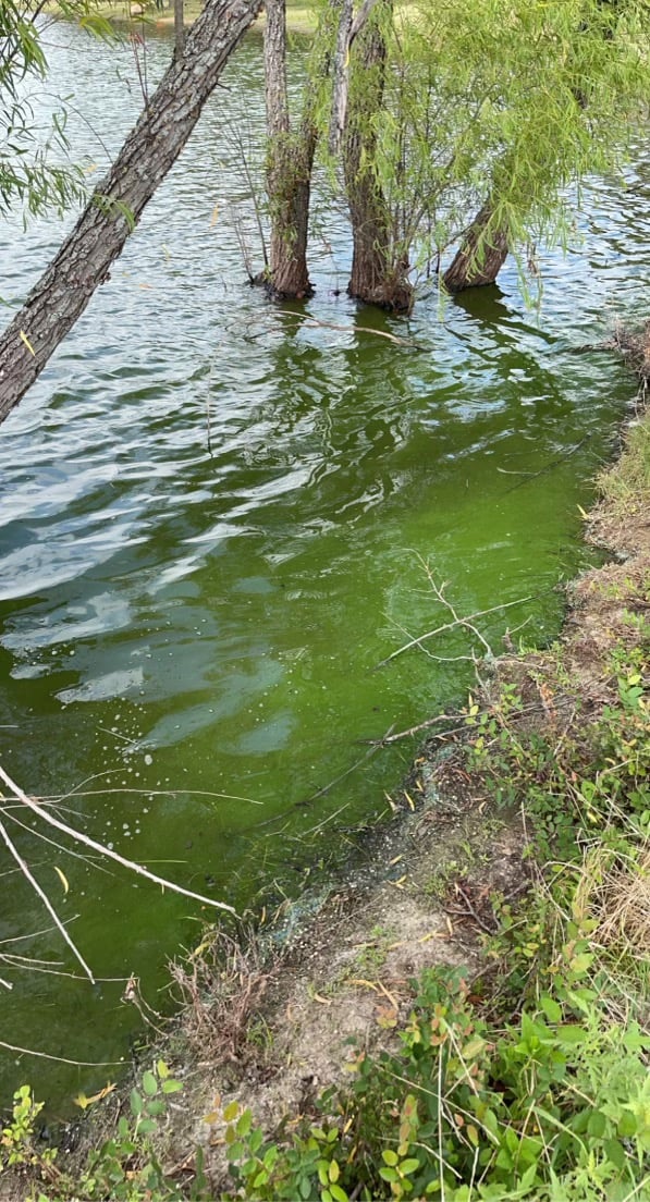 Understanding Good Algae Blooms in Ponds | Pond King, Inc.