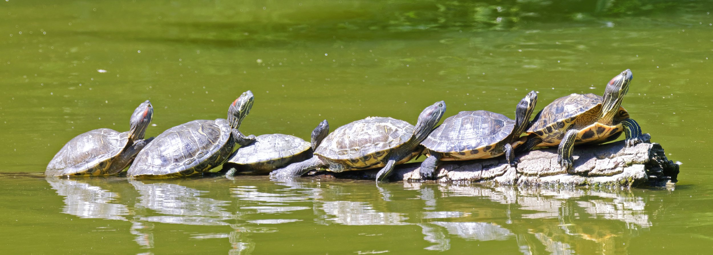 Best Turtle Trap Placement Tips to Catch Basking Turtles Easily