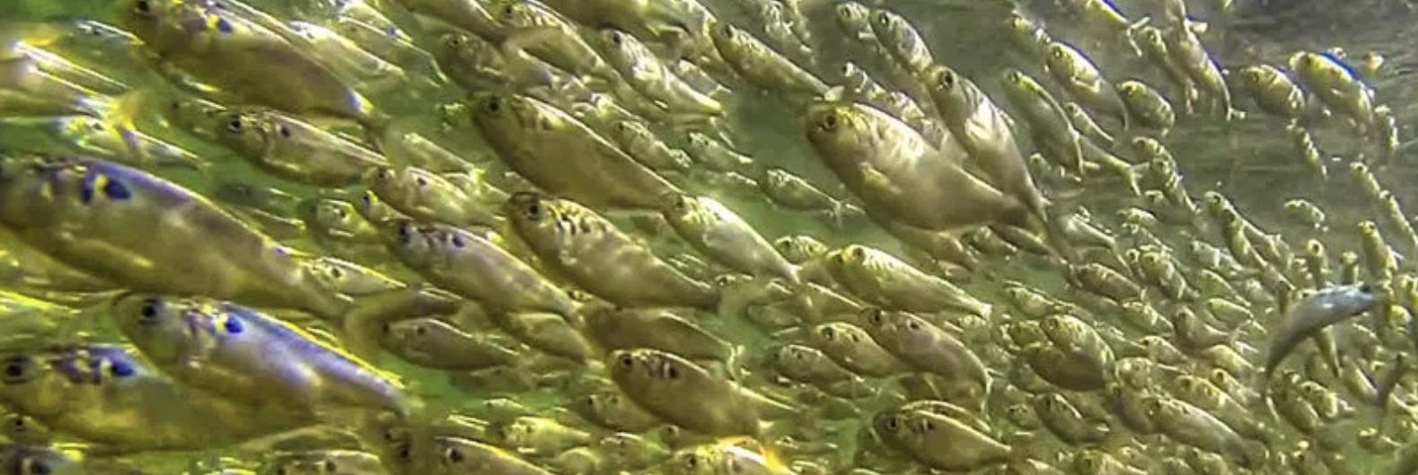 Stocking a Fishery with Shad