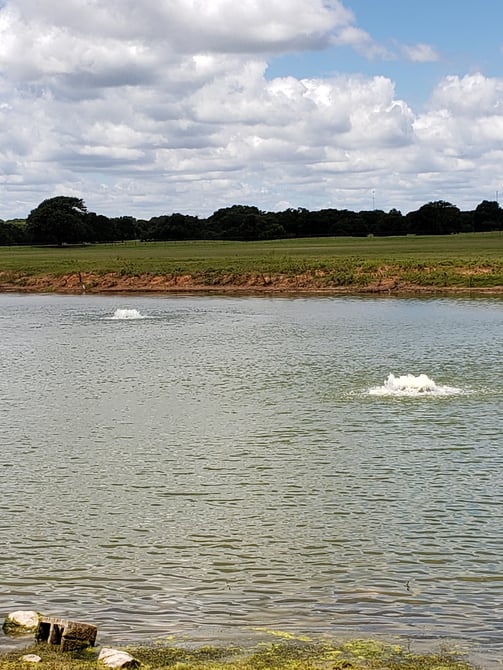 10 Essential Tips to Revive Your Pond This Spring