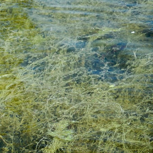 How to Create a Thriving, Productive Bass Fishery from the Ground Up