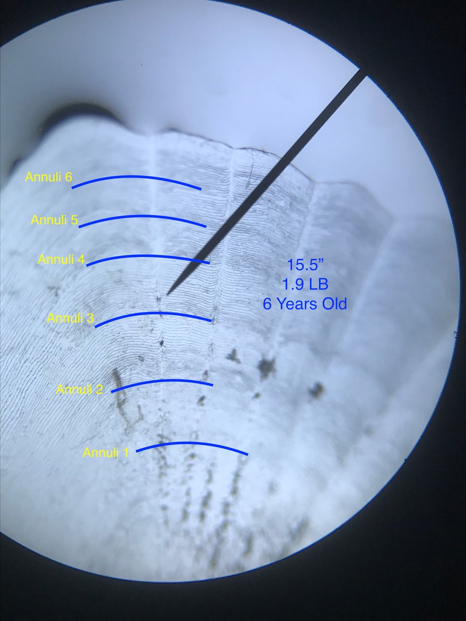 Determining the age of fish